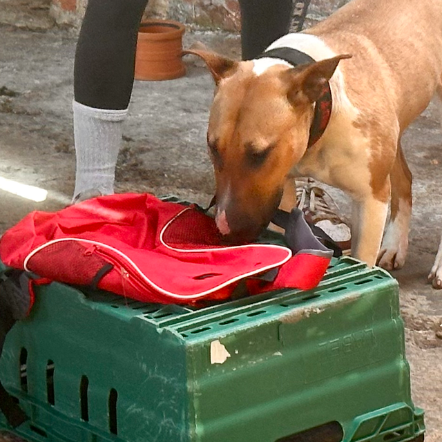 UK Sniffer Dogs Bronze Scent Detection Course